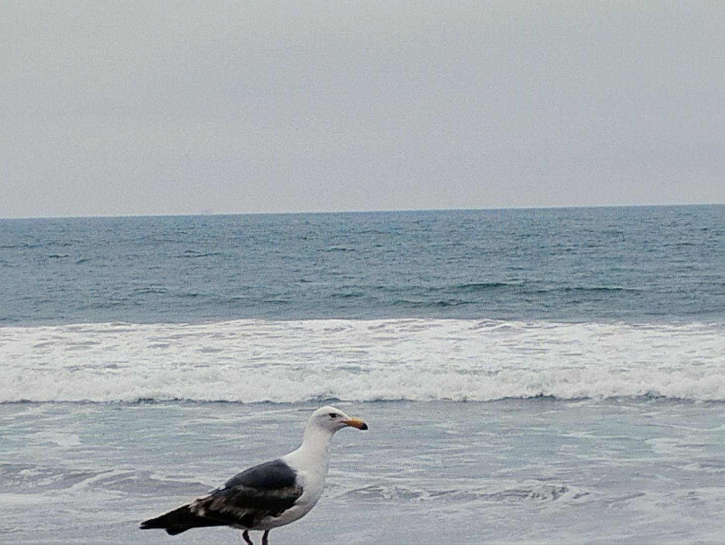 See Gull – Exploring Magazine
