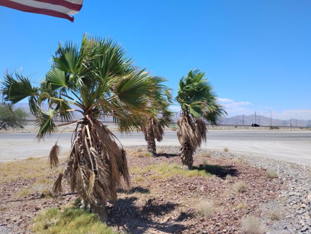 Mojave Desert – Exploring Magazine